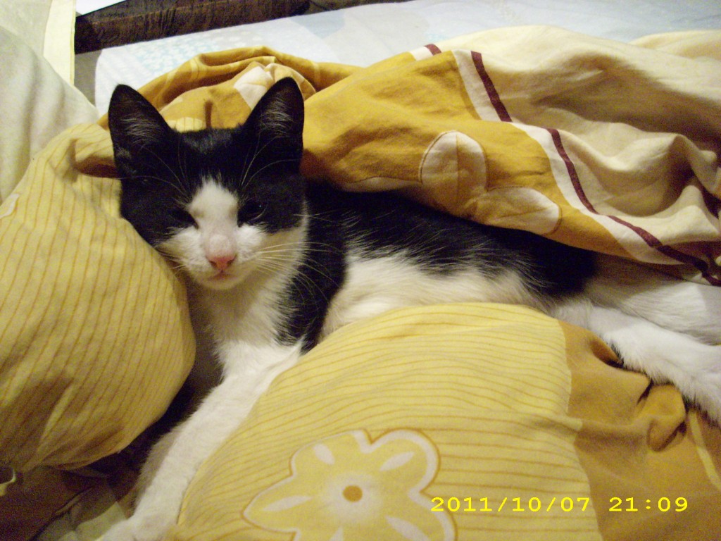 De ce sa ai ca animal de companie o pisica? - Animale de companie