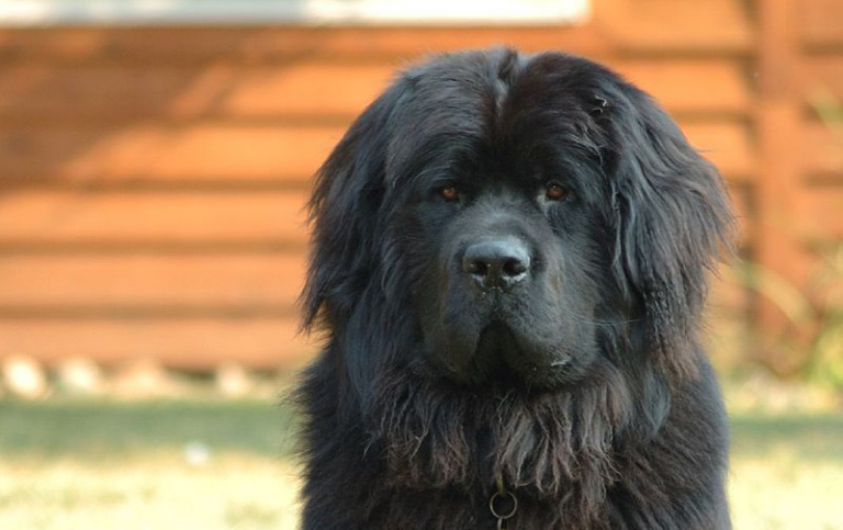 Top 5 rase de caini mari - Animale de companie