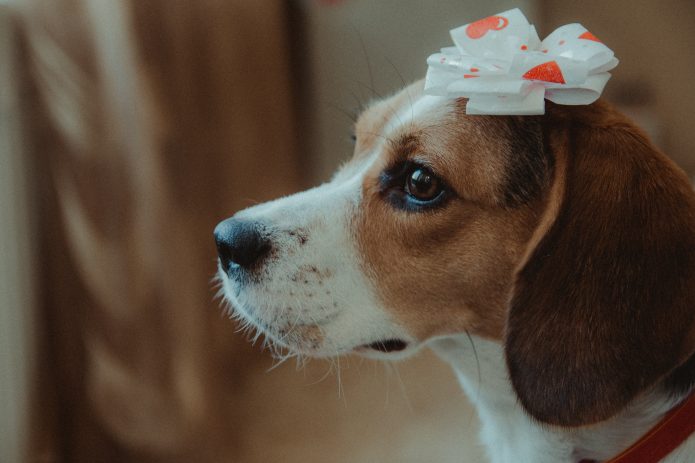 Tot ce trebuie sa stii despre rasa Beagle - Animale de companie