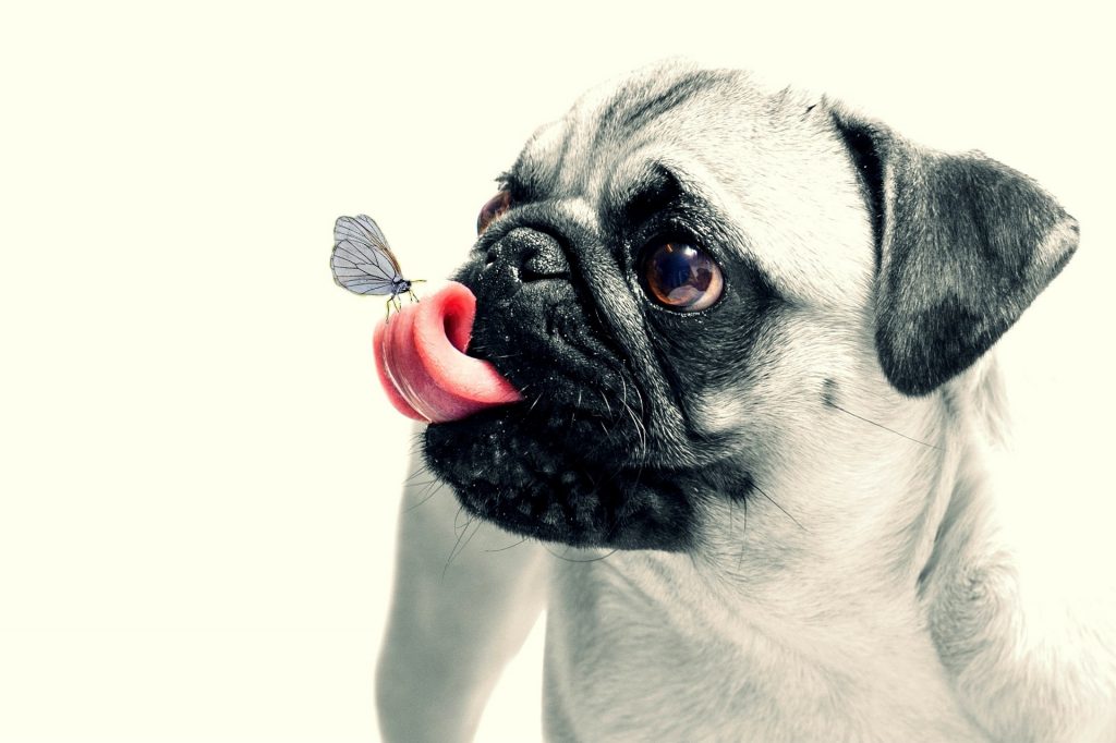 Animale de companie - Portal de informatii