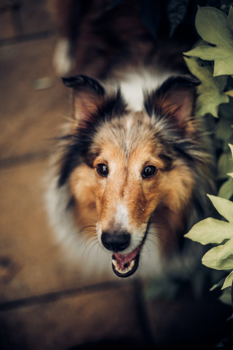 5 rase de caini perfecte pentru familii cu copii - Animale de companie