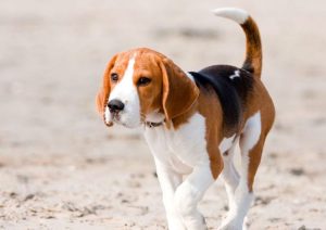 Tot ce trebuie sa stii despre rasa Beagle - Animale de companie